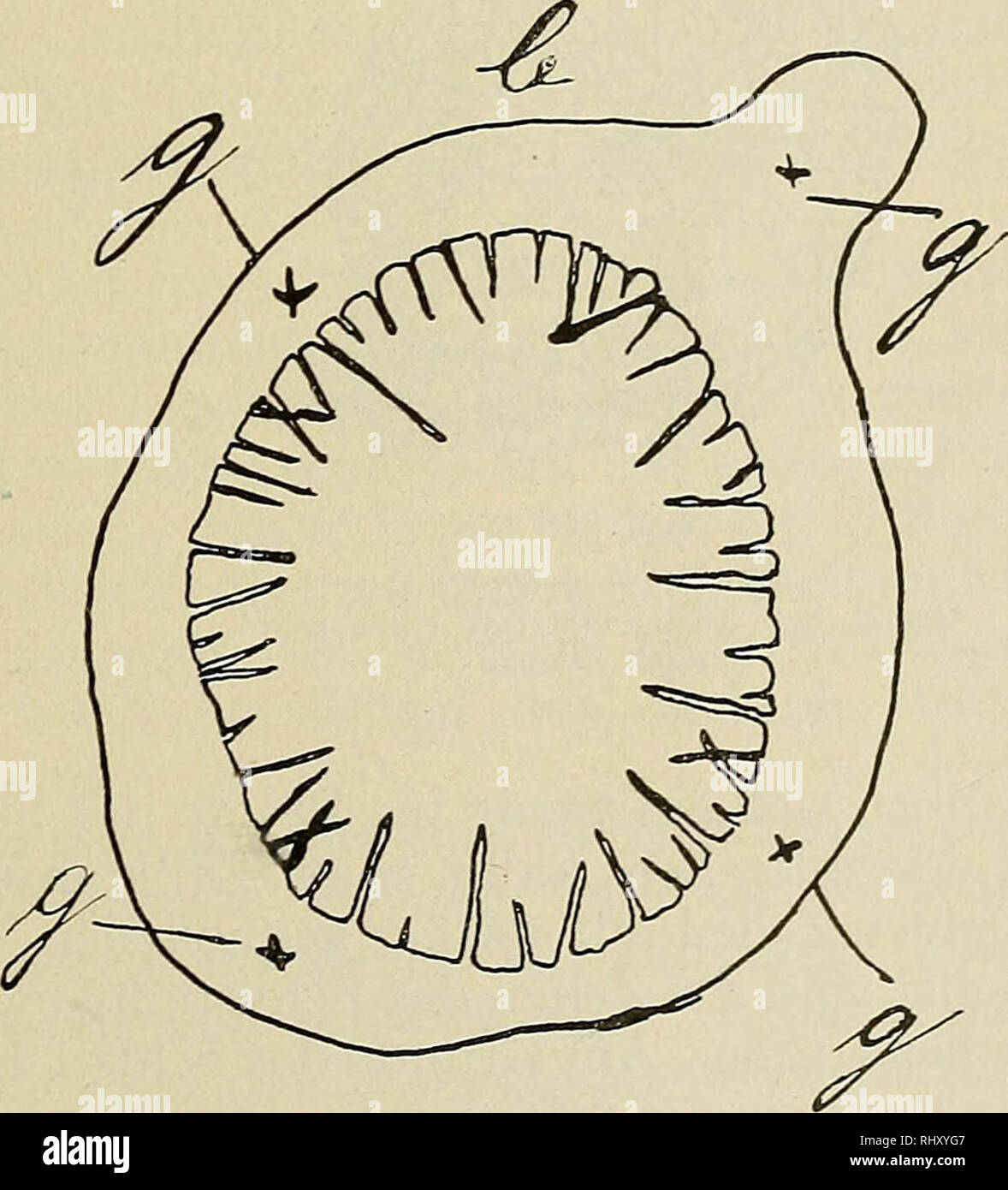 Querschnitt durch die mittelachse hi-res stock photography and images - Alamy