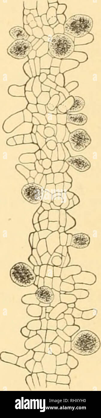 1866 querschnitt hi-res stock photography and images - Alamy