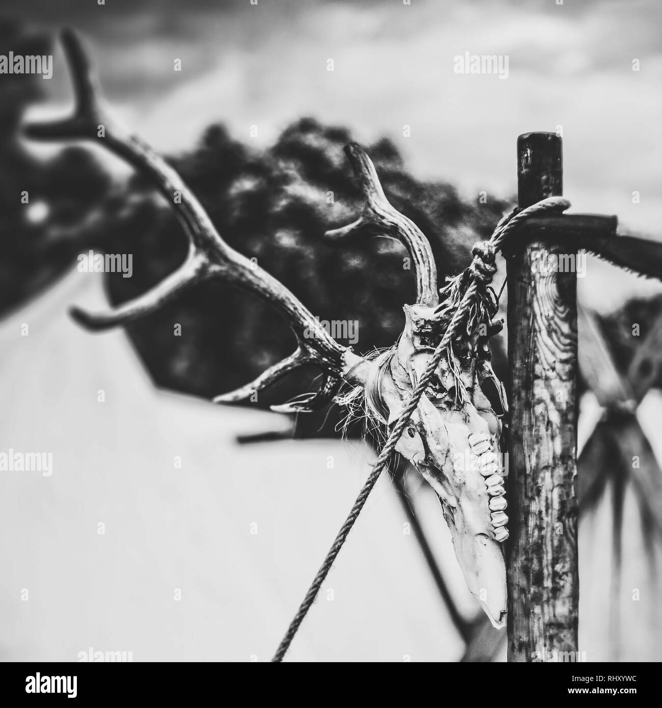 Skull viking hi-res stock photography and images - Alamy