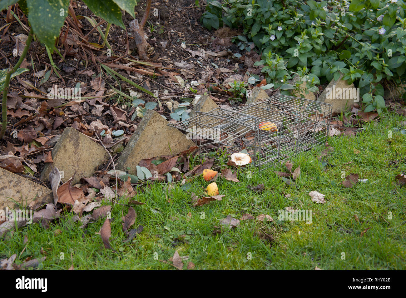Wire humane small mammal trap open and baited with bread and peanut ...