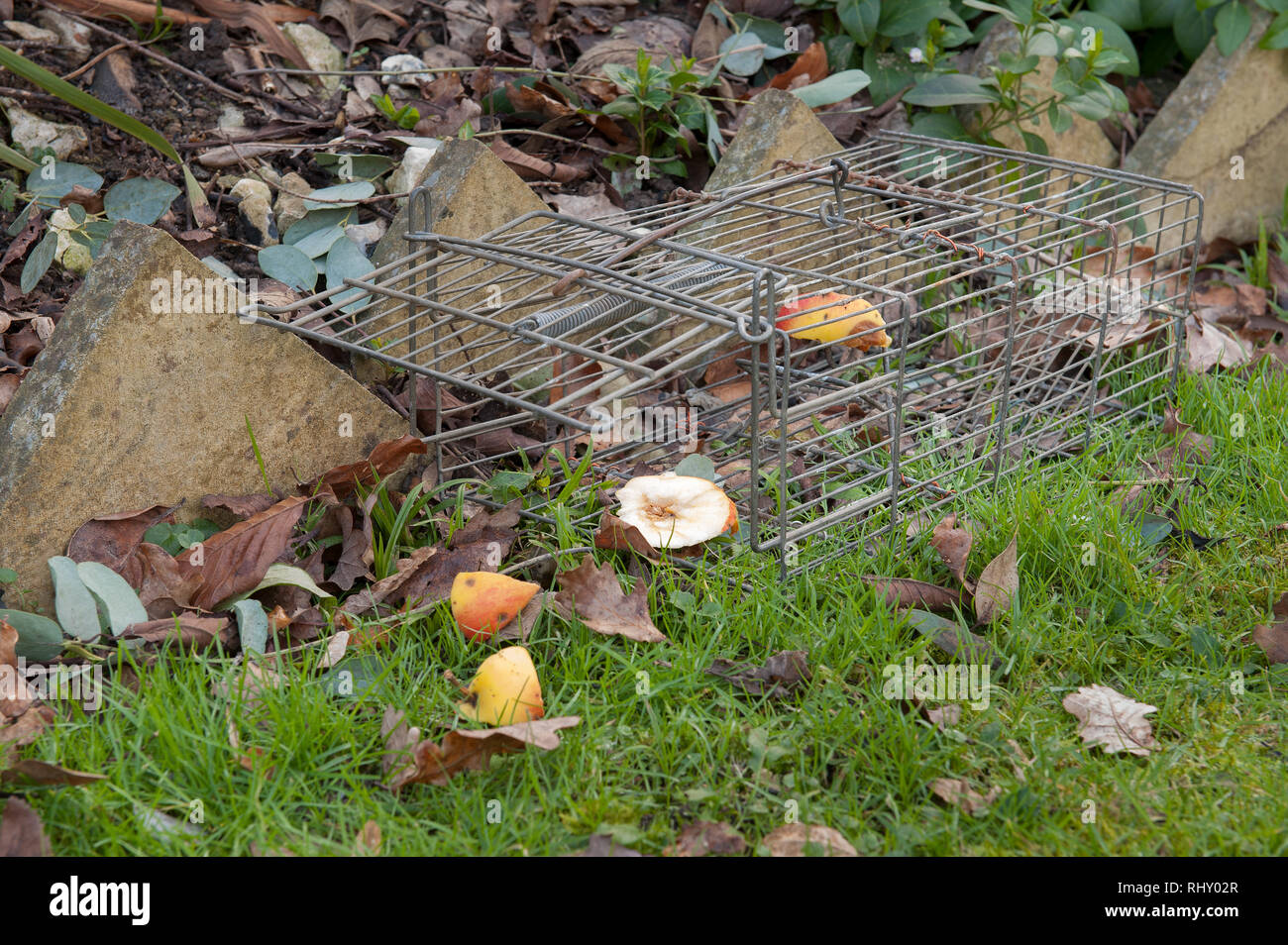 Wire humane small mammal trap open and baited with bread and peanut ...