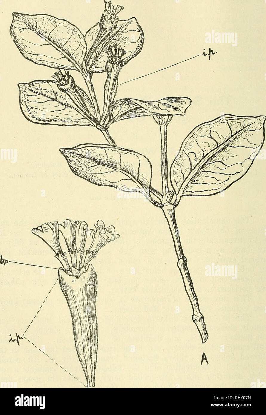 Flattened peduncle hi-res stock photography and images - Alamy