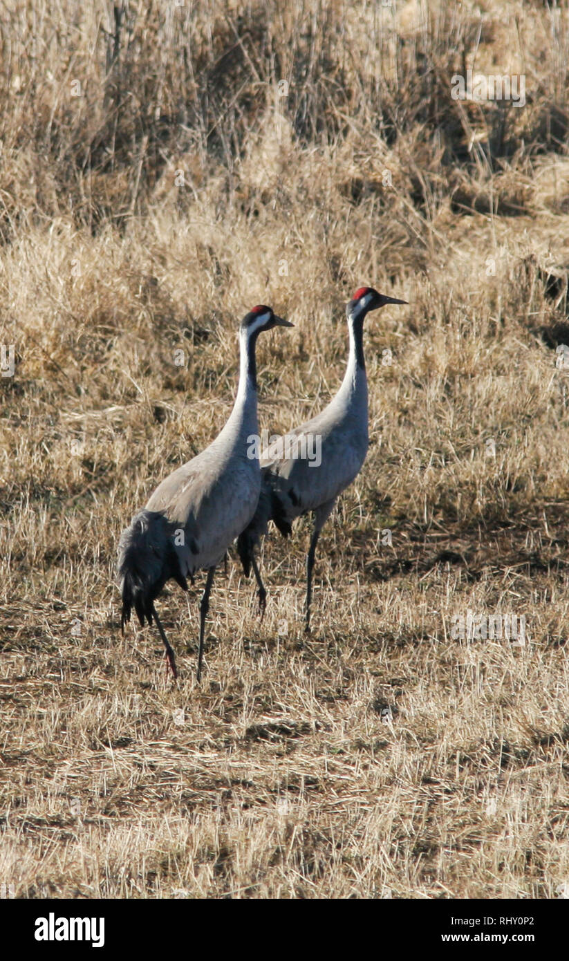 CRANES flying at spring Stock Photo - Alamy