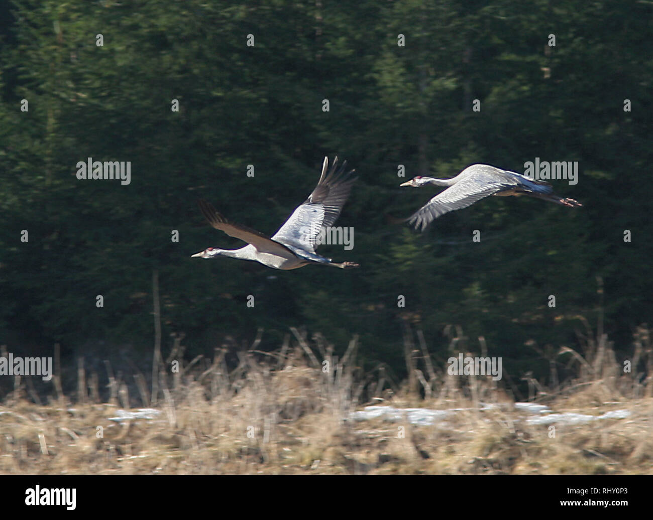 CRANES flying at spring Stock Photo - Alamy