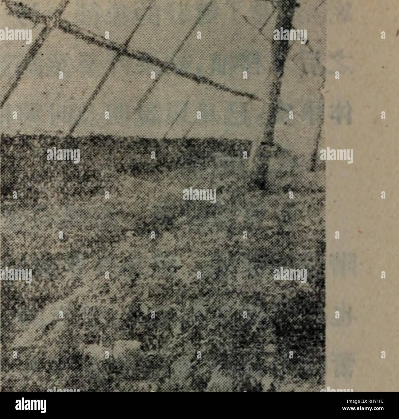 Ai cai ce hi-res stock photography and images - Alamy