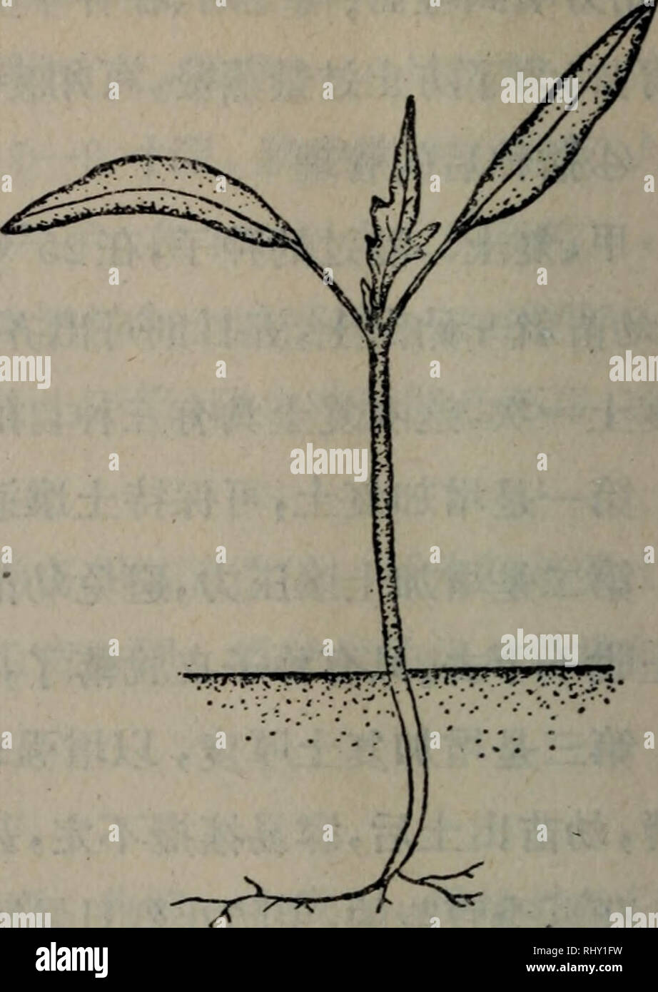 Ai cai ce hi-res stock photography and images - Alamy