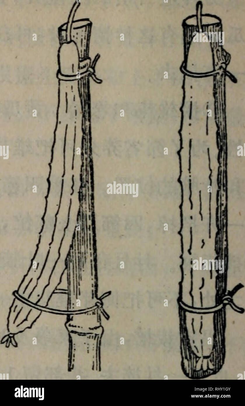 Ai cai ce hi-res stock photography and images - Alamy