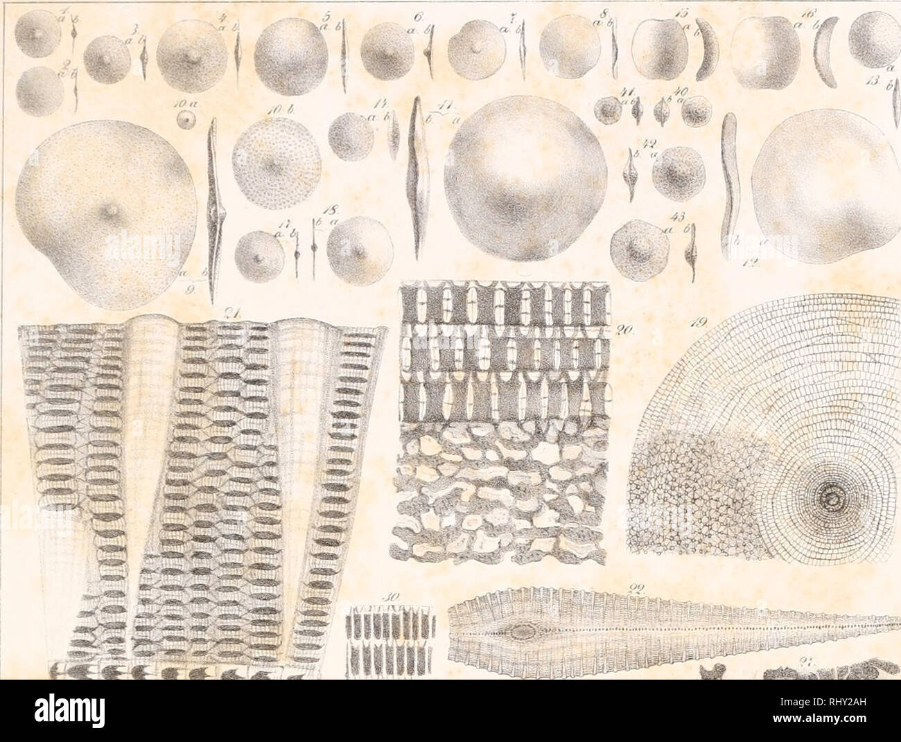 Foraminifera fossil hi-res stock photography and images - Alamy