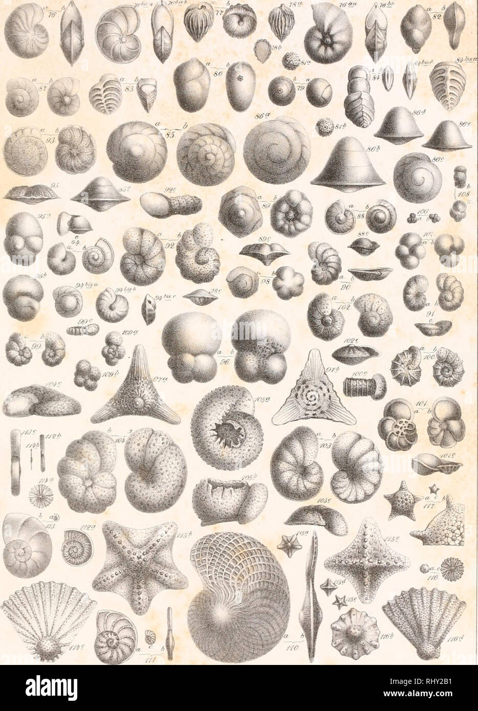 Foraminifera fossil hi-res stock photography and images - Alamy