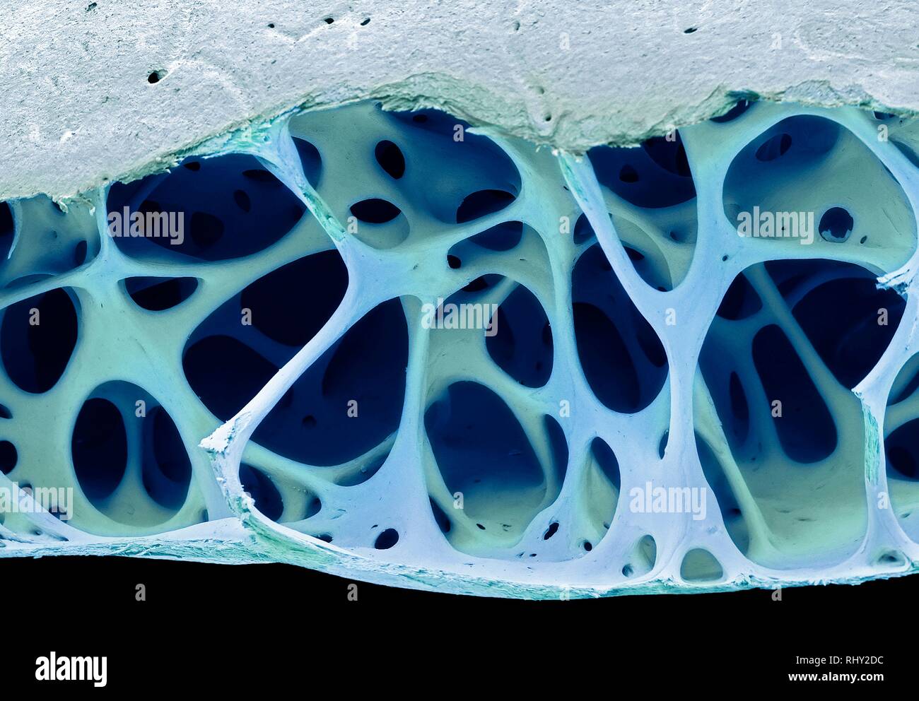 Avian osteology hi-res stock photography and images - Alamy