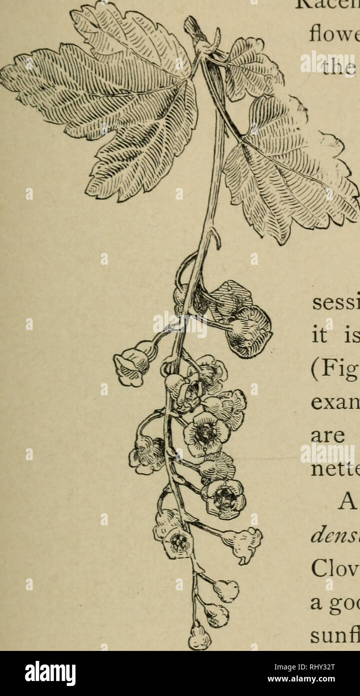 Dense terminal spike hi-res stock photography and images - Alamy