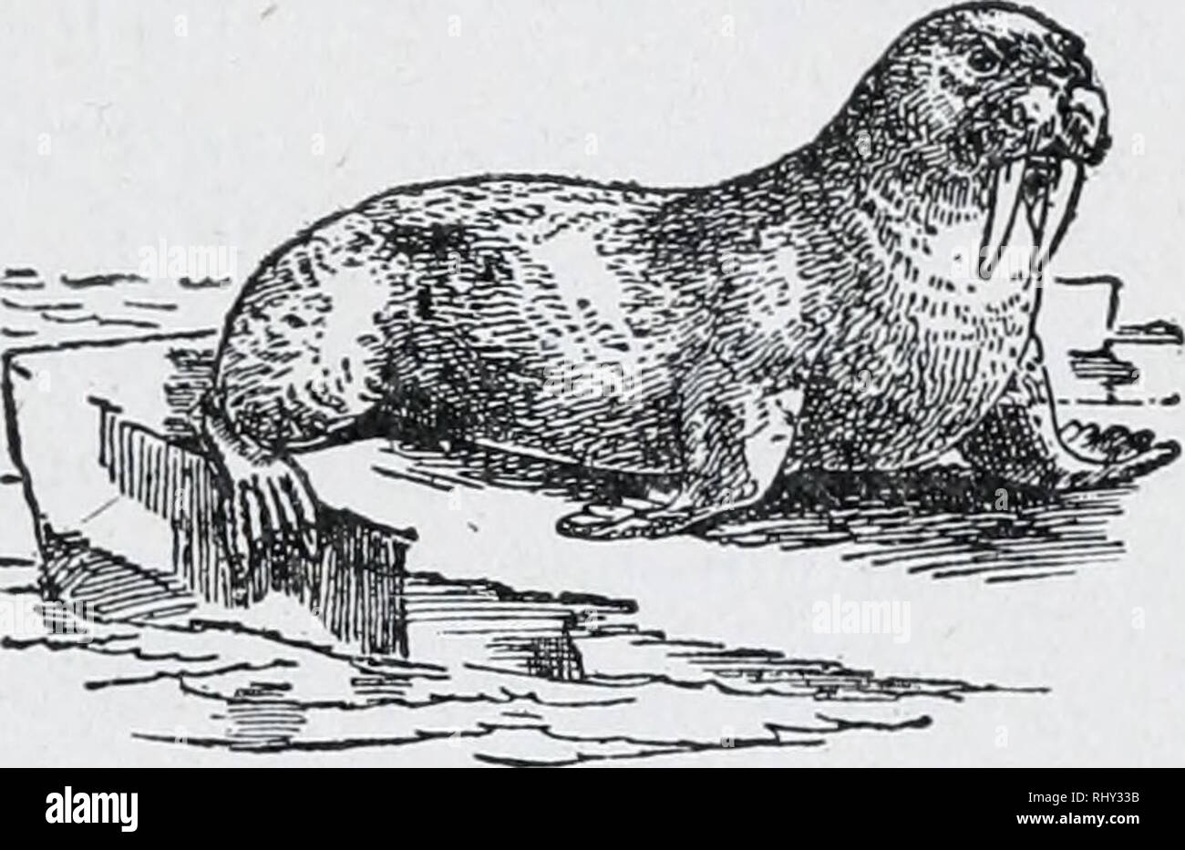 Raf the giraffe hi-res stock photography and images - Alamy