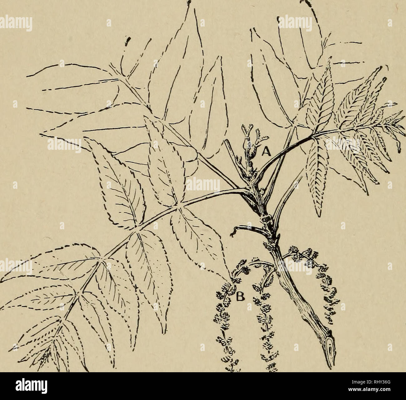 . Beginners' botany. Botany. 150 BEGINNERS' BOTANY duce great ...