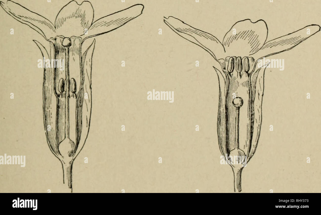 Anemophilous hi-res stock photography and images - Alamy