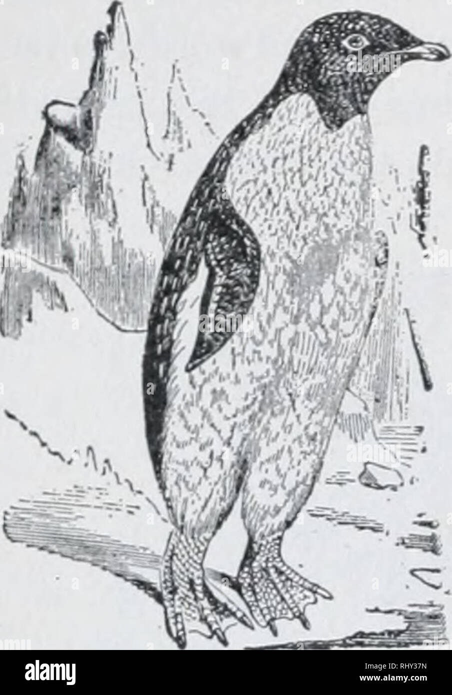 . Beginners zoology. Zoology. I82 nnCINNHRS' ZOOLOGY. Fig. 330 ...