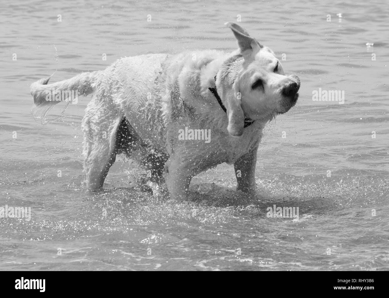 A dog shaking off after swimming Stock Photo - Alamy