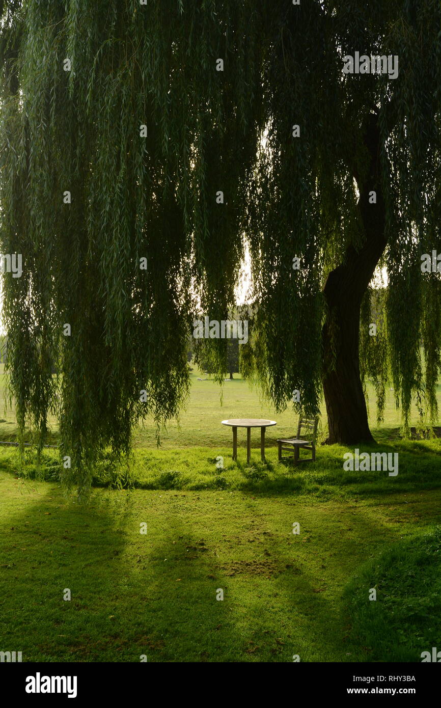 Mature willow tree hi-res stock photography and images - Alamy