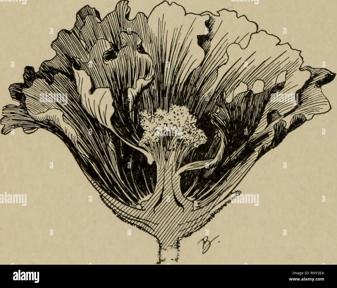 . Beginners' botany. Botany. 142 BEGINNERS' BOTANY pearance of being ...