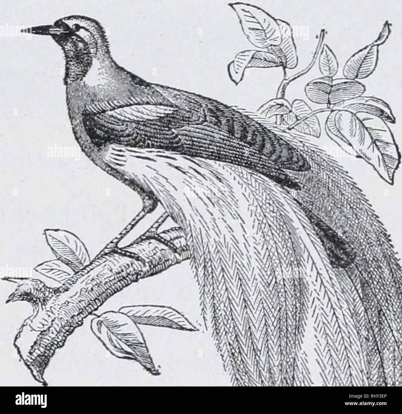 . Beginners zoology. Zoology. Fig ?2o Cockatoo, consuming meth- od of ...