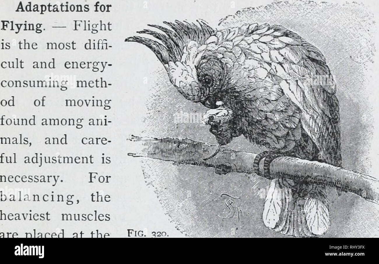 . Beginners zoology. Zoology. BIRDS 175. Fig ?2o Cockatoo, consuming ...