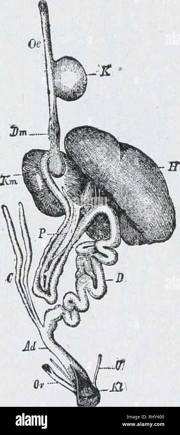 . Beginners zoology. Zoology. Fig. 304. —Anatomy of Dove x%. bk, keel ...