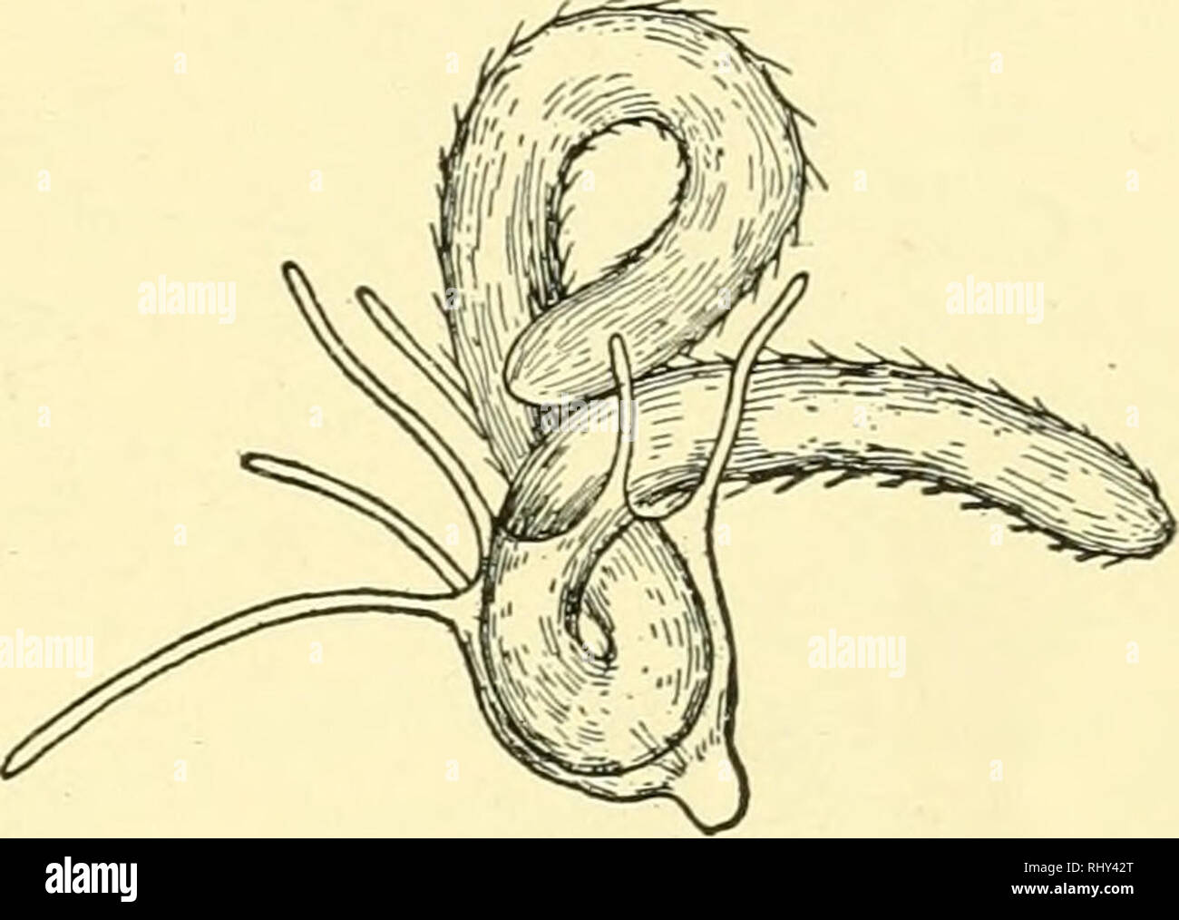 Hydra Invertebrates High Resolution Stock Photography and Images - Alamy