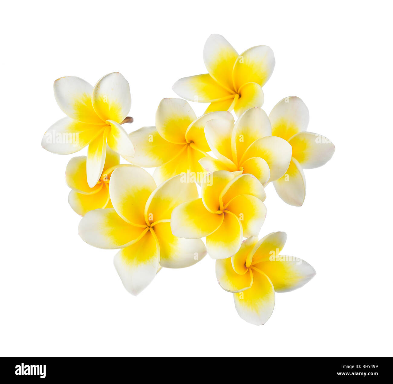 Frangipani flower on white background Stock Photo - Alamy