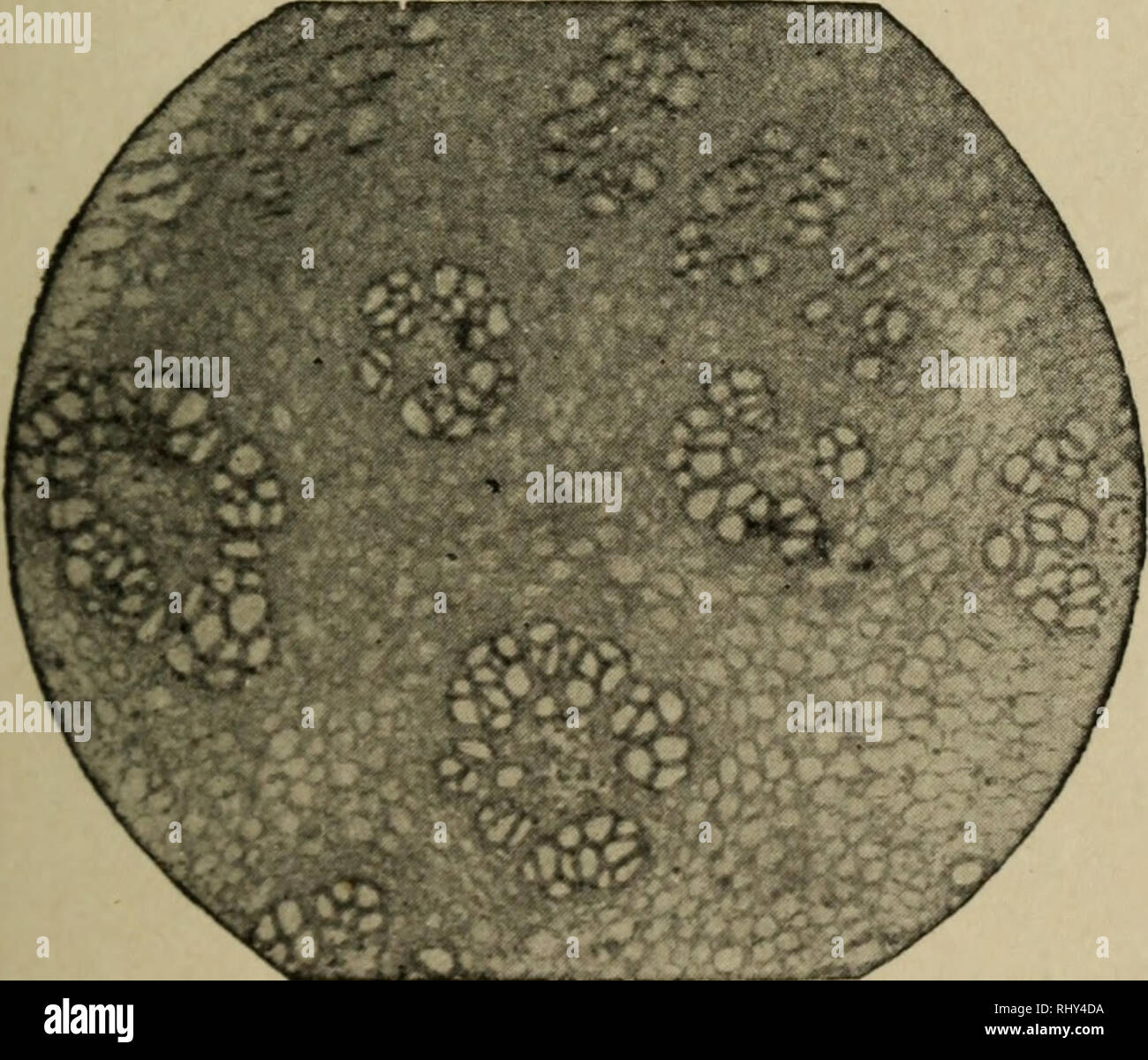 . Beginners' botany. Botany. Fig. 71.—Diagram of Wood Strands or FlBRO ...