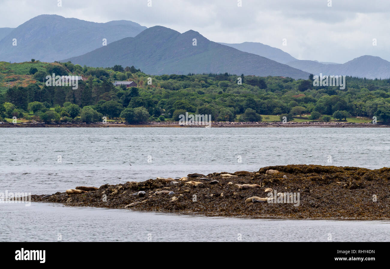 Dinish island kenmare bay hi-res stock photography and images - Alamy