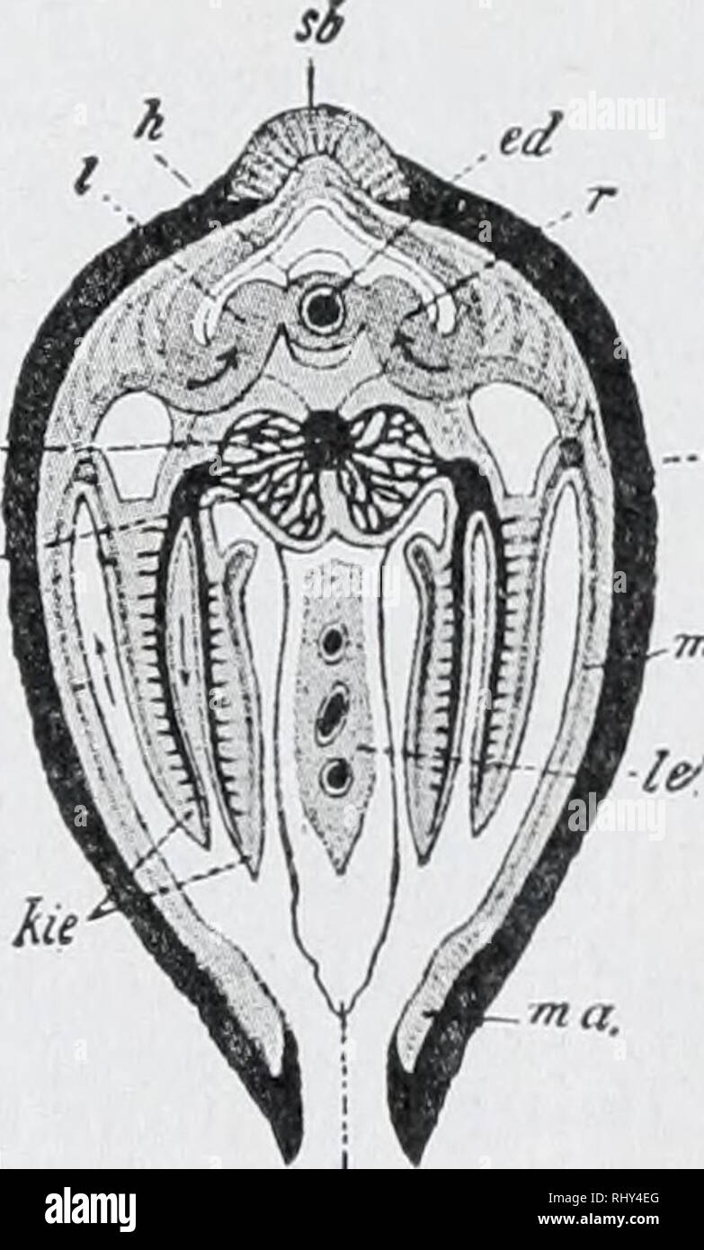 Labial palps hi-res stock photography and images - Alamy