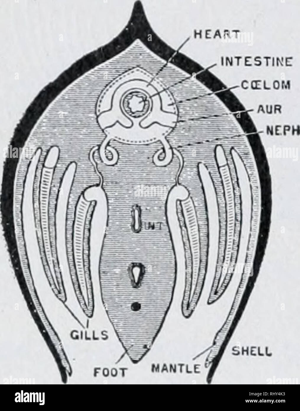 . Beginners zoology. Zoology. 100 BEGINNERS' ZOOLOGY. Fig. 192. —Cross ...