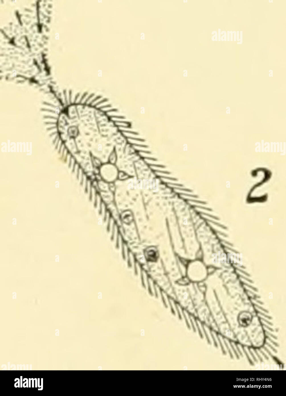 . Behavior of the lower organisms. Animal behavior; Invertebrates ...