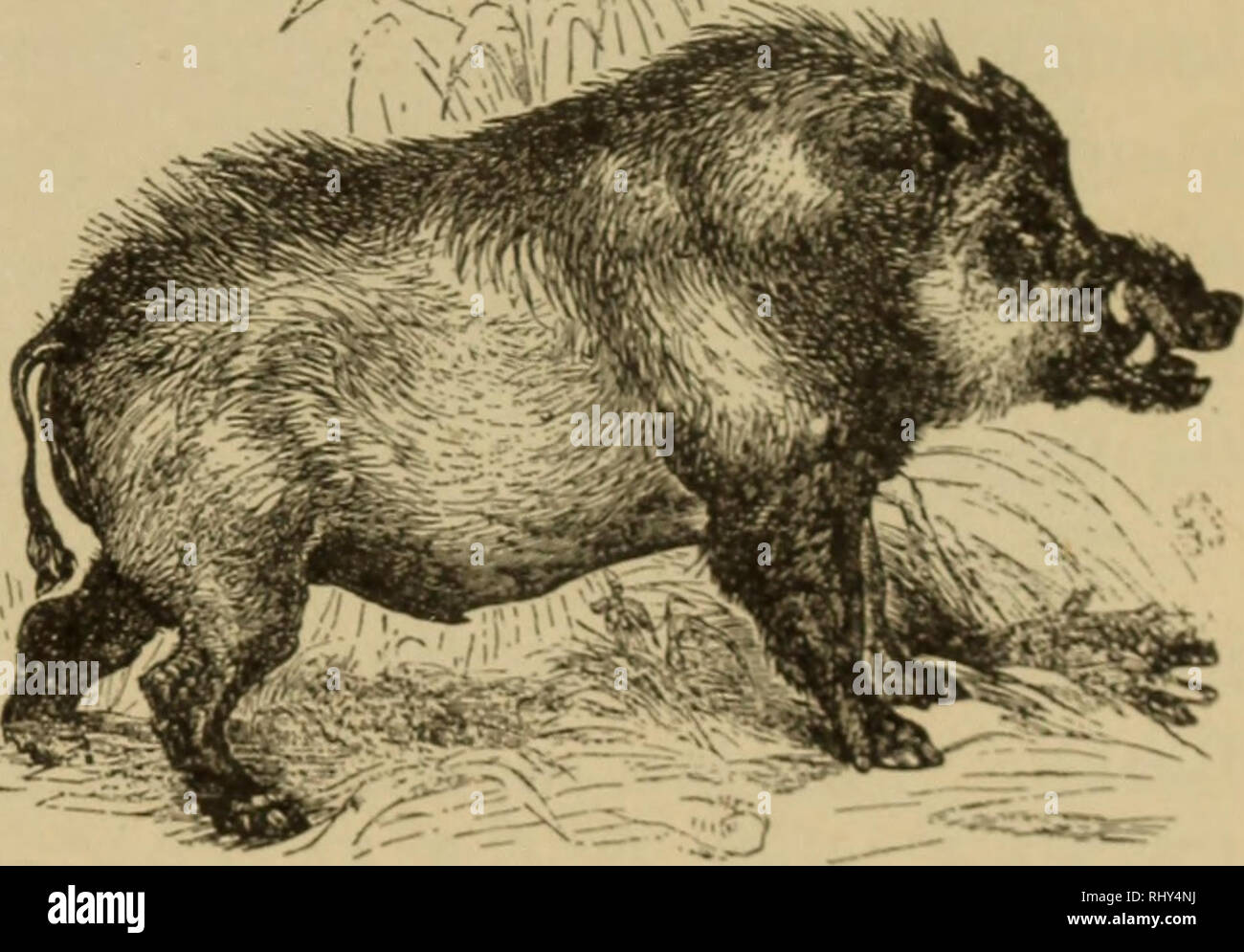 Descended From Wild Boars High Resolution Stock Photography and Images ...