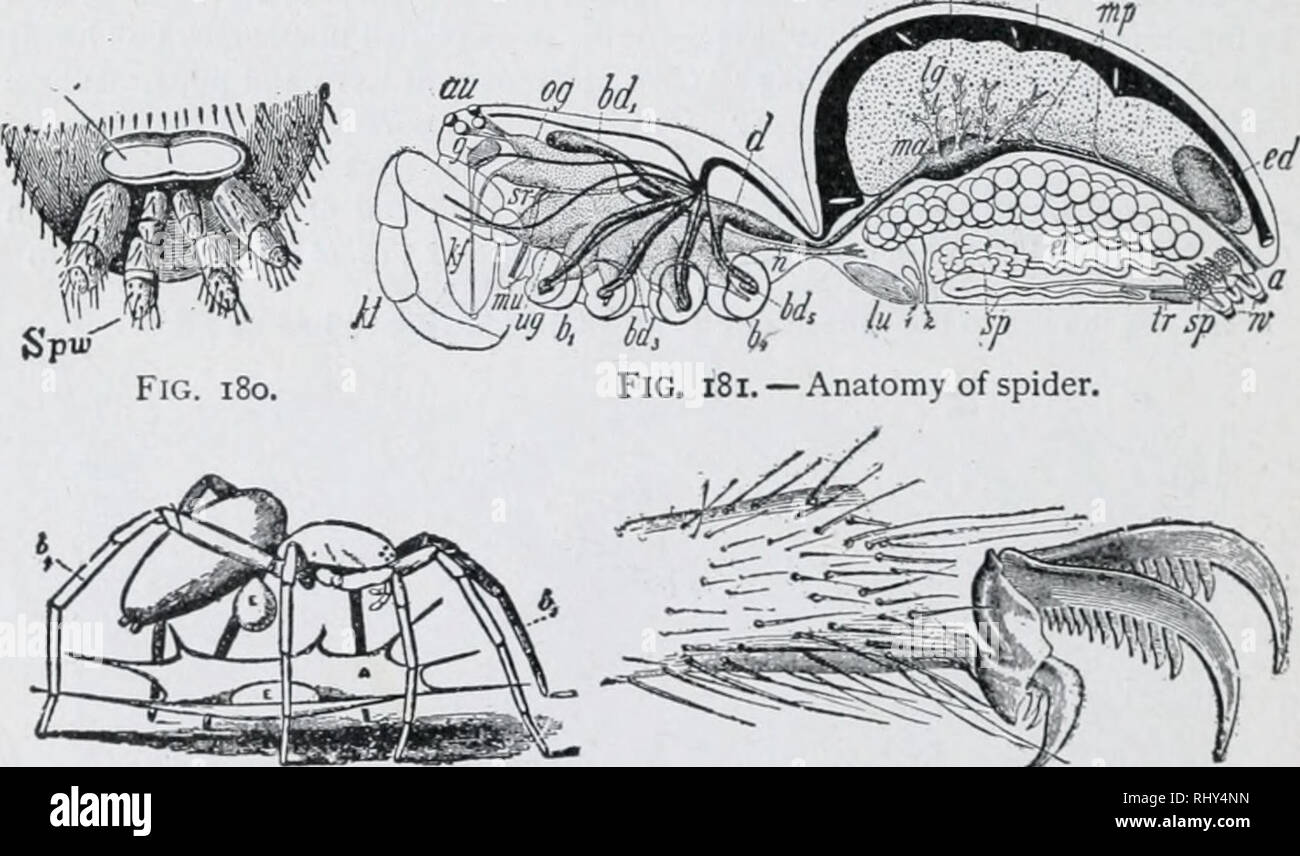 . Beginners zoology. Zoology. Fig. 178. — The tarantula. Fig, 179 ...