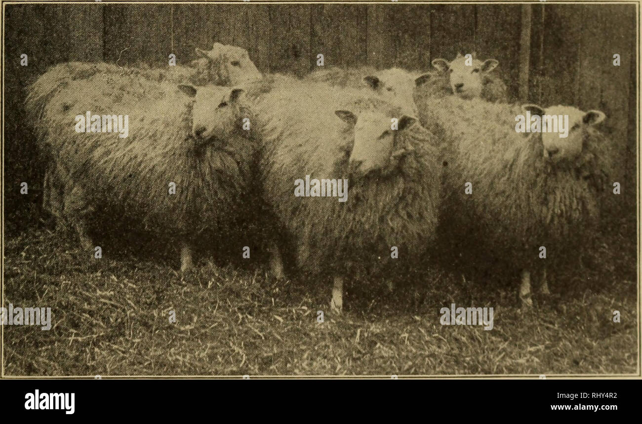 Mixed sheep breeds hi-res stock photography and images - Alamy