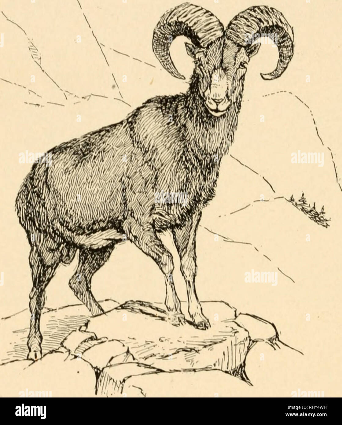 . Beginnings in agriculture. Agriculture. CHAPTER XXXVi SHEEP Our ...