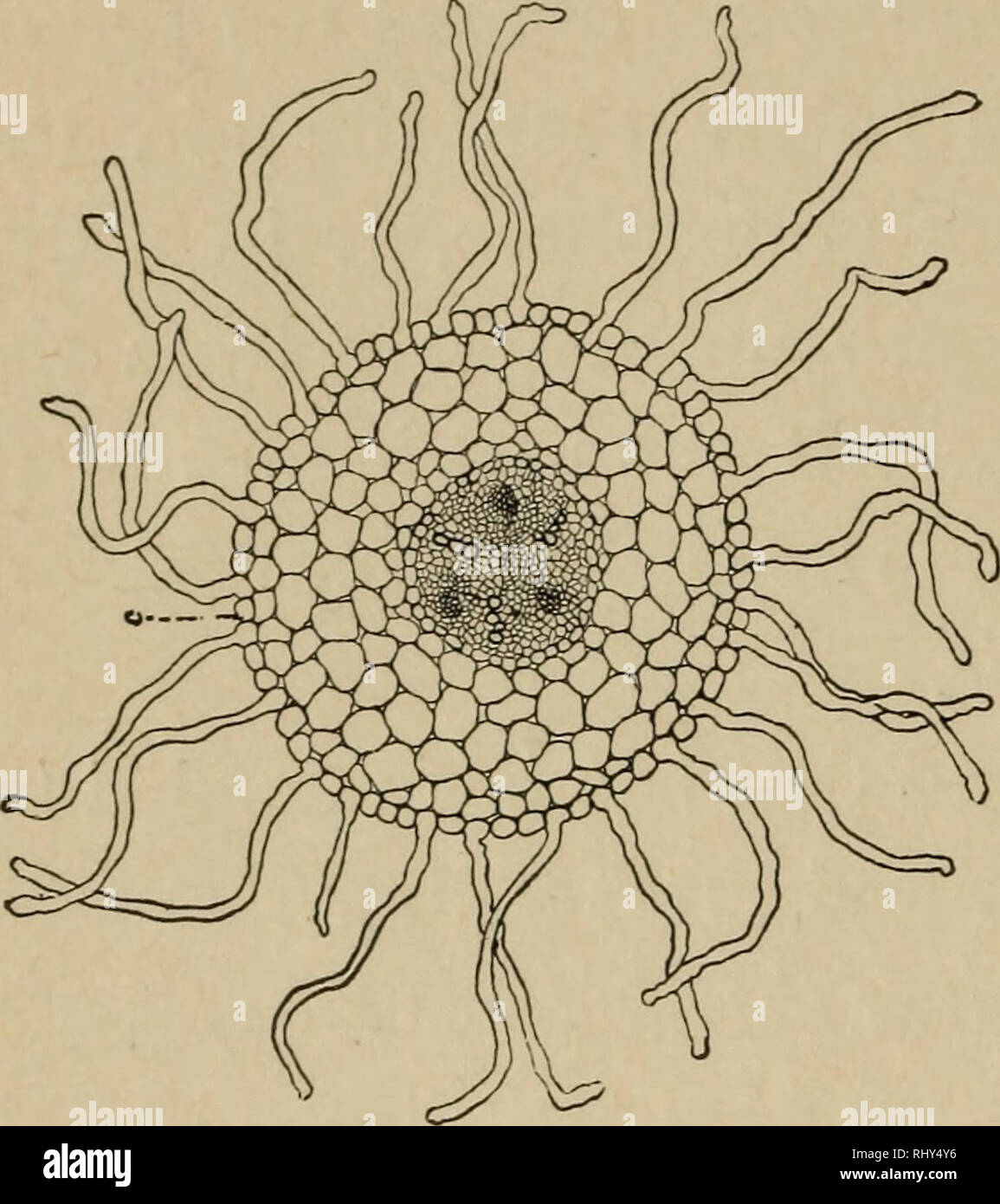 . Beginners' botany. Botany. 42 BEGINNERS' BOTANY. Fig. 45. — Cross ...