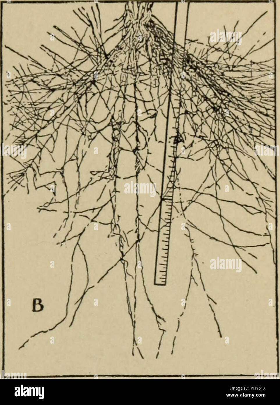 . Beginners' botany. Botany. Fig. 39. —Roots of Barley at A and Corn at ...