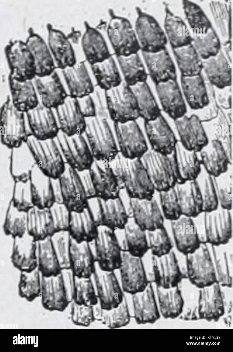 Adult codling moth hi-res stock photography and images - Alamy