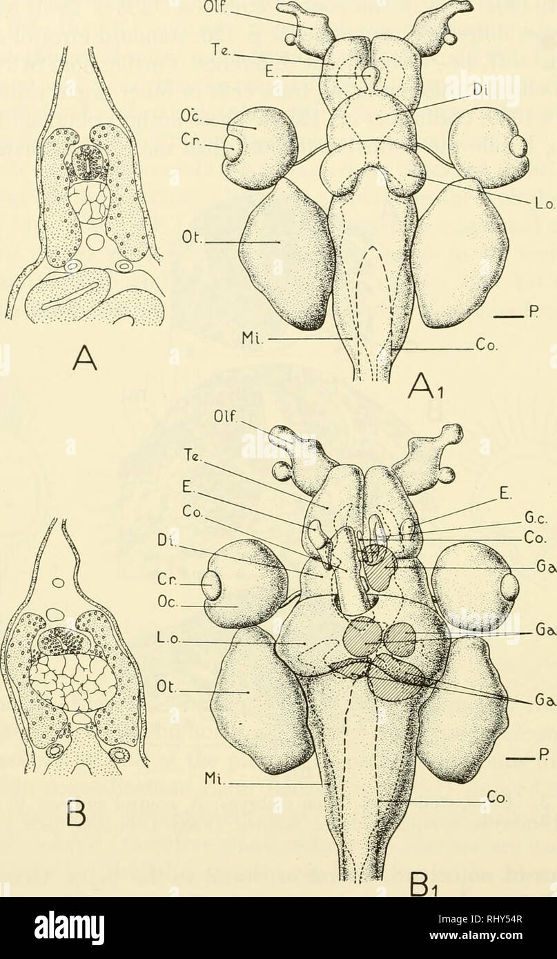 . The beginnings of embryonic development : A symposium organized by ...