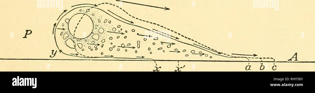. Behavior of the lower organisms. Animal behavior; Invertebrates. Fig ...