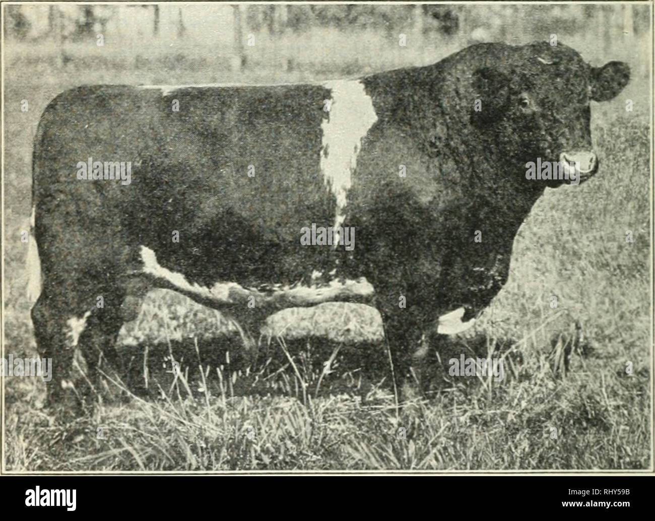 Durham horned cattle hi-res stock photography and images - Alamy