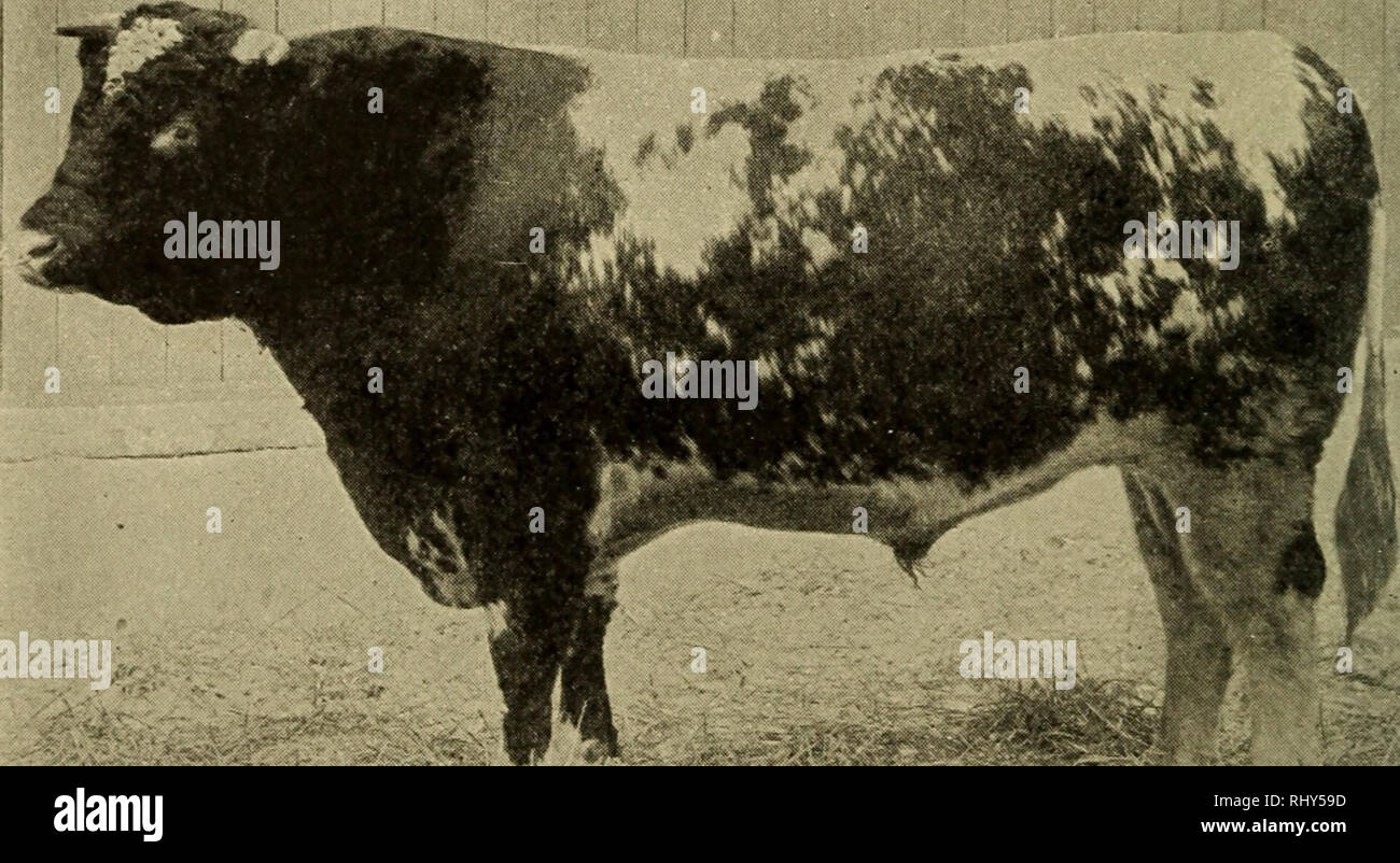 Durham shorthorn cattle hi-res stock photography and images - Alamy