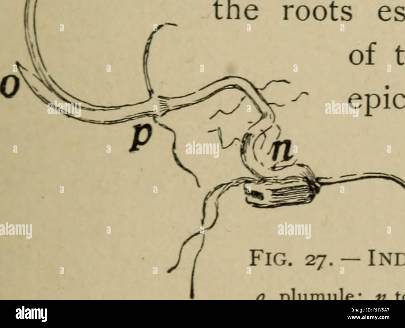 Corn root tip hi-res stock photography and images - Alamy