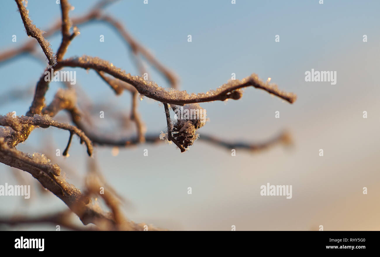 Winter Beautiful Christmas landscape, snowy tree branch, Shallow depth ...