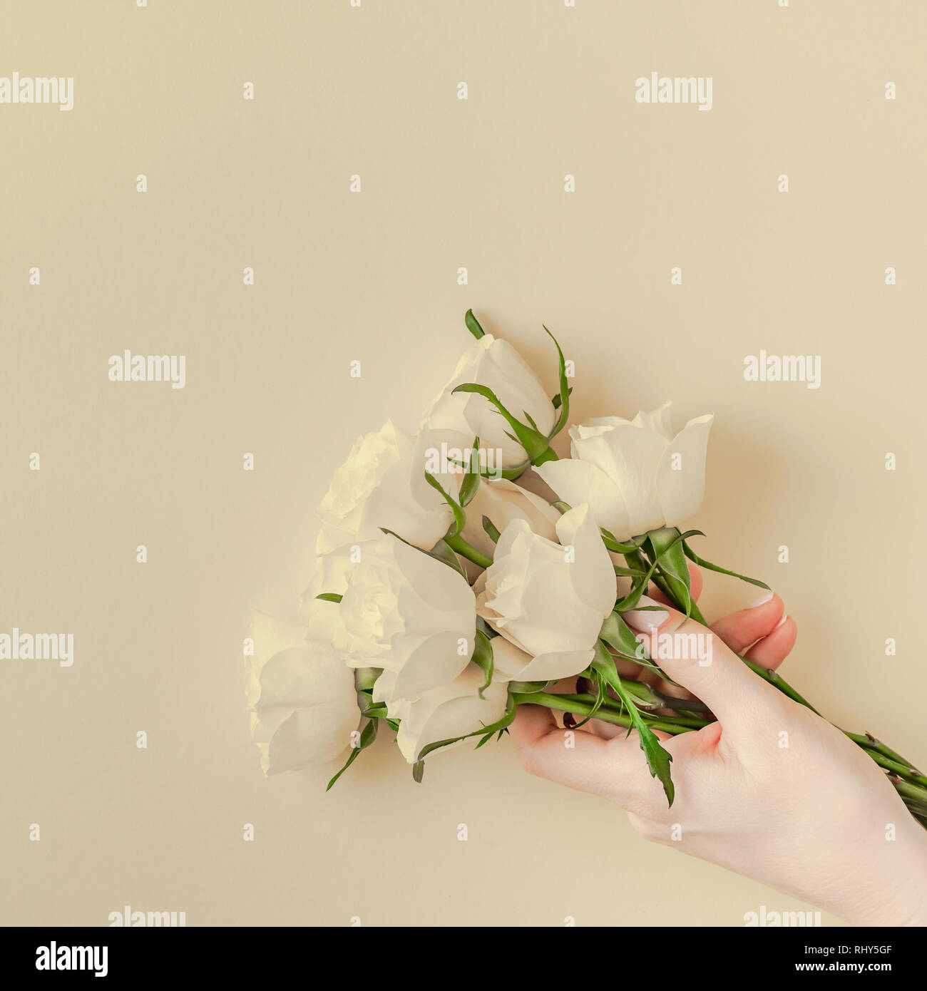 Creative top view flat lay woman hands holding fresh white roses ...