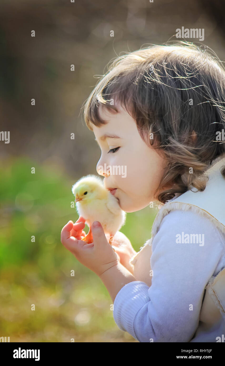 The child holds a chicken in his hands Stock Photo - Alamy