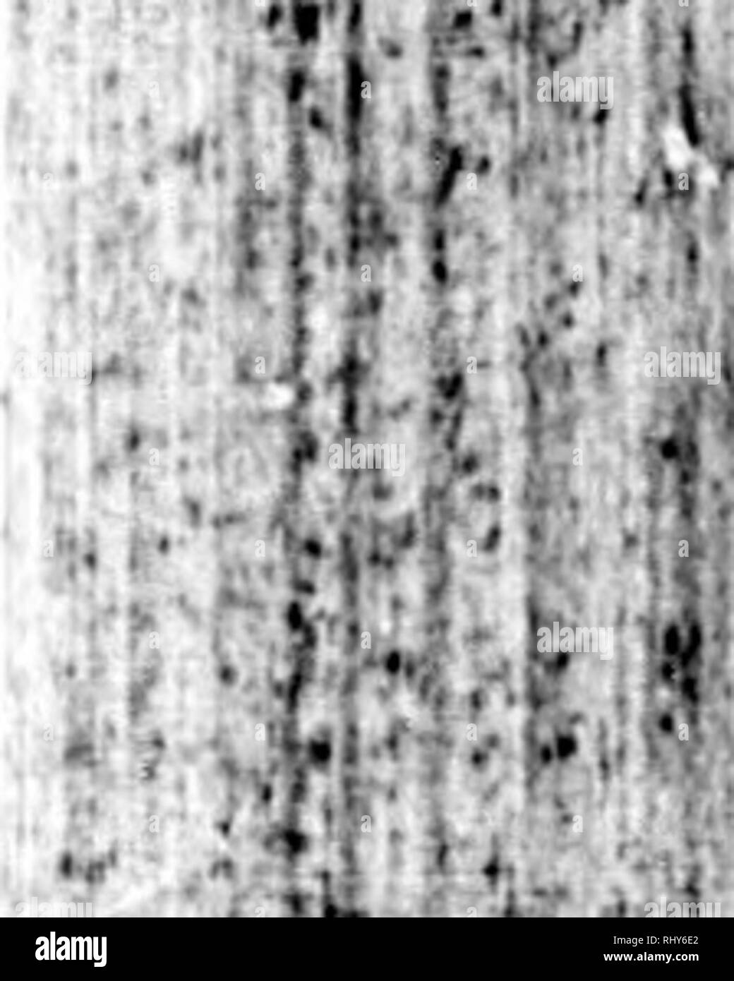 . The natural history of birds [microform] : from the French of the ...