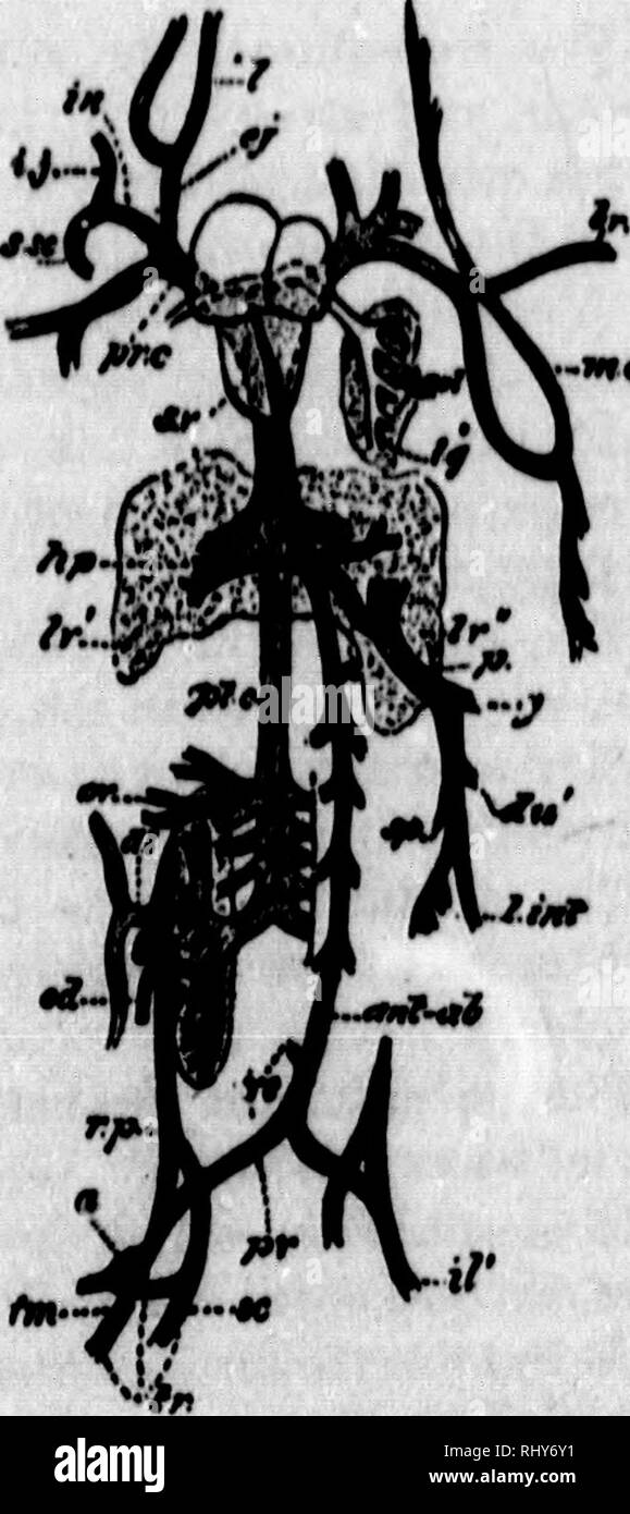 . A text-book of comparative physiology [microform] : for students and ...