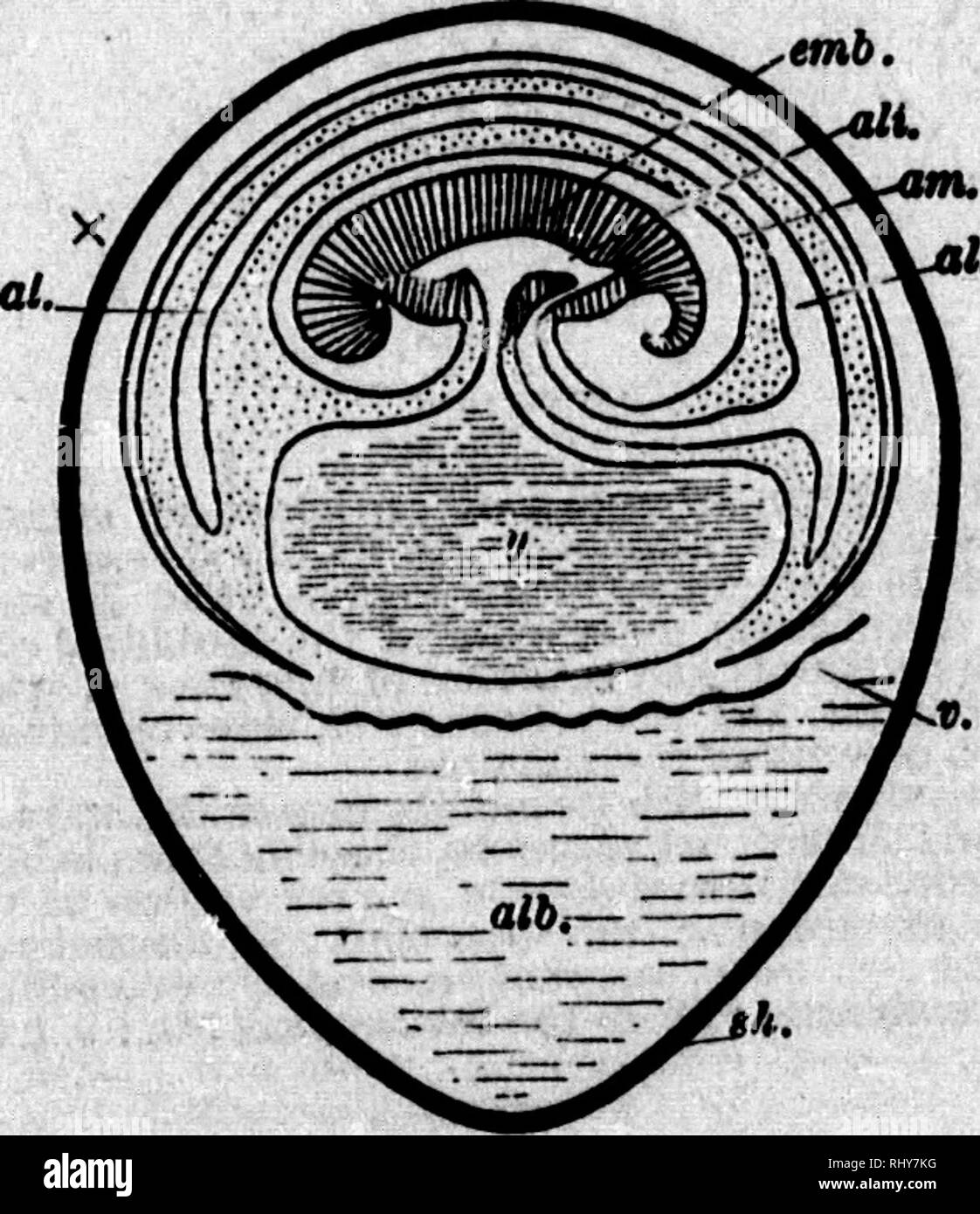 Peritoneal membrane Black and White Stock Photos & Images - Alamy